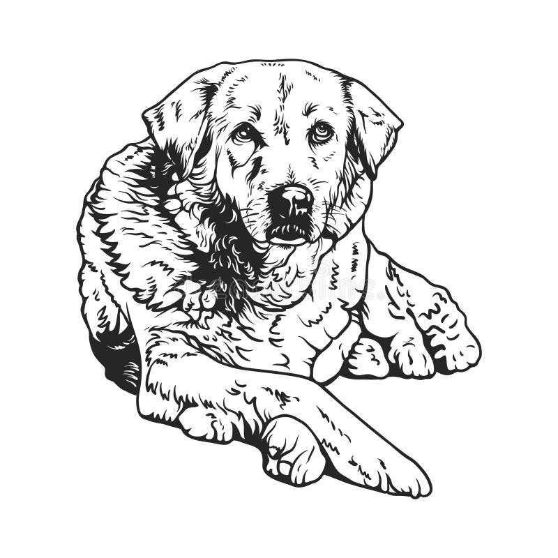 Detailed Line Drawing of a Dog, Capturing Its Expressive Eyes and ...