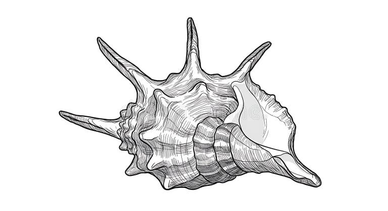 Detailed Line Drawing of a Murex Shell, Featuring Sharp Spines and ...