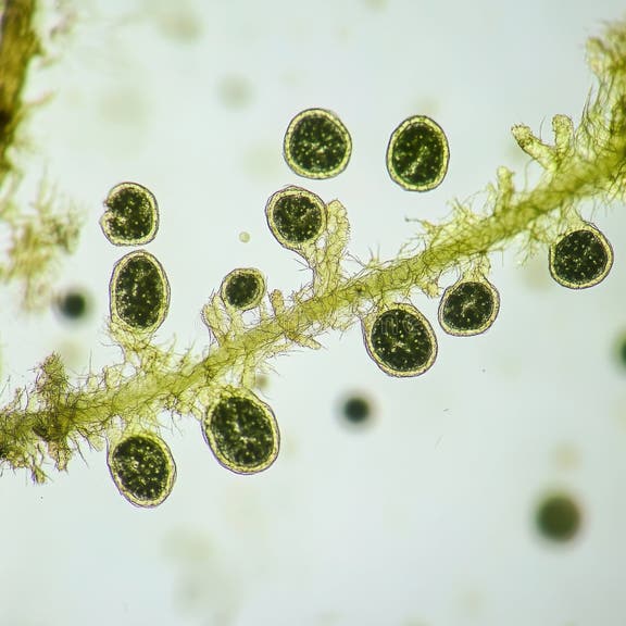 Detailed Look at the Structure of Cells at a Microscopic Level Stock ...