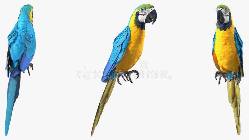 Detailed Macaw with Realistic Feather Texture Design Stock Photo ...