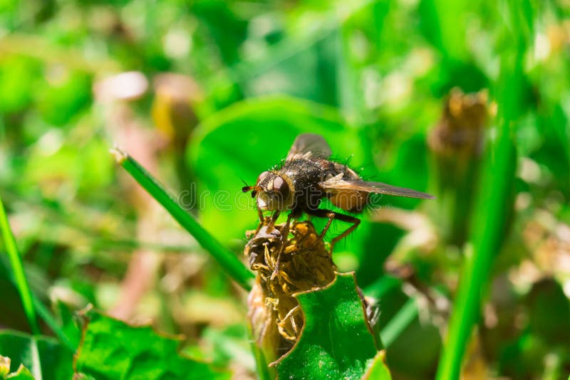Detailed Macro of Big Fly Sitting in Grass Stock Image - Image of ...