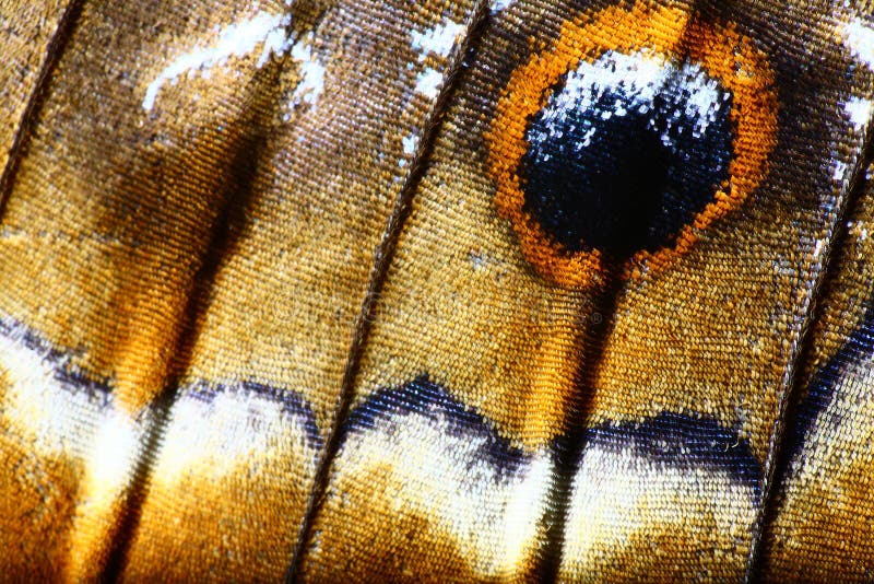 Detailed Macro of Butterfly Wing Stock Image - Image of insect, closeup ...