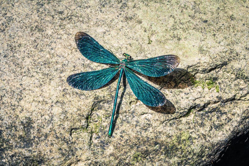 81,066 Dragonfly Stock Photos - Free & Royalty-Free Stock Photos from ...