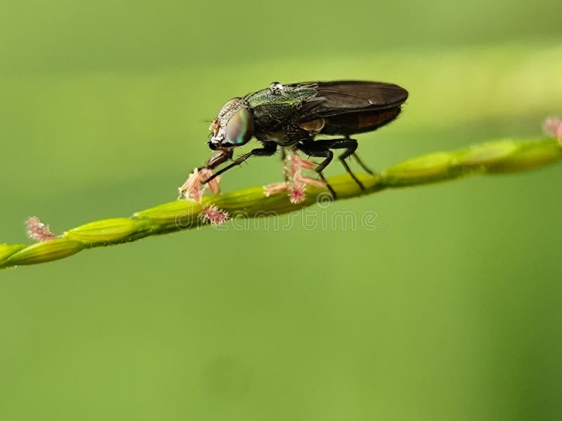 Detailed Macro Image of an Unique Fly on a Flowering Grass Stem ...