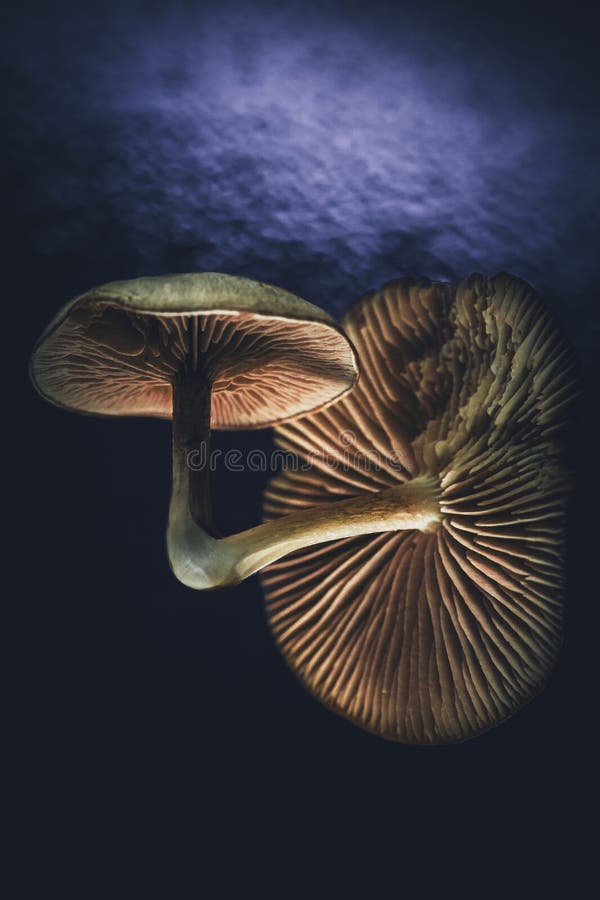 Detailed, Macro Photo of Mushroom, Dark Backdrop, Dramatic Lighting ...