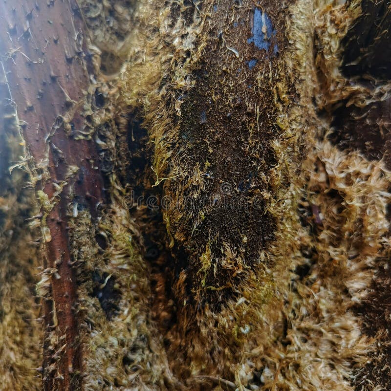 Detailed Macro Photograph of a Tree Trunk with a Thick Layer of Moss ...