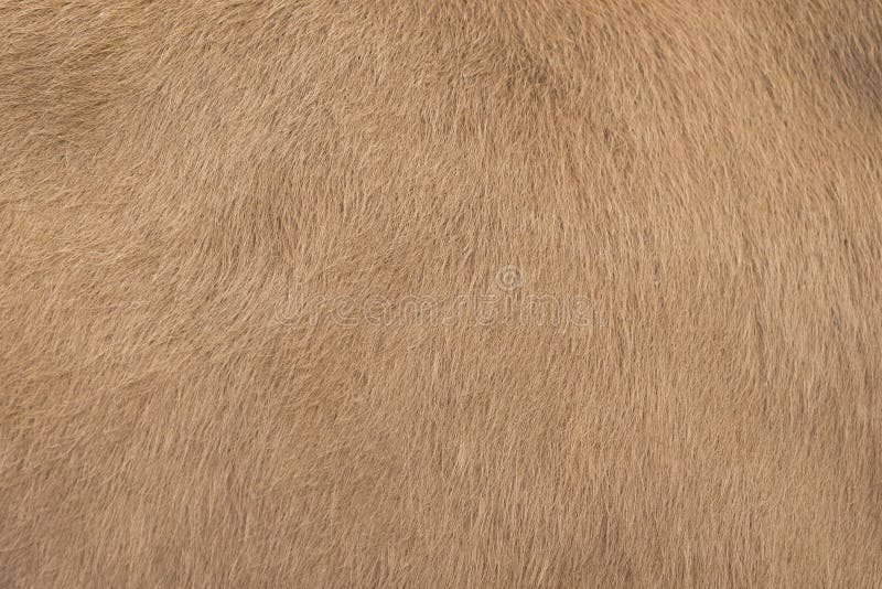 Detailed Macro Picture of Cow Skin. Texture. Stock Photo - Image of ...