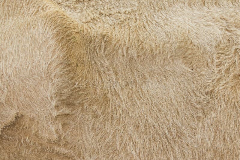 Detailed Macro Picture of Cow Skin. Texture. Stock Photo - Image of ...