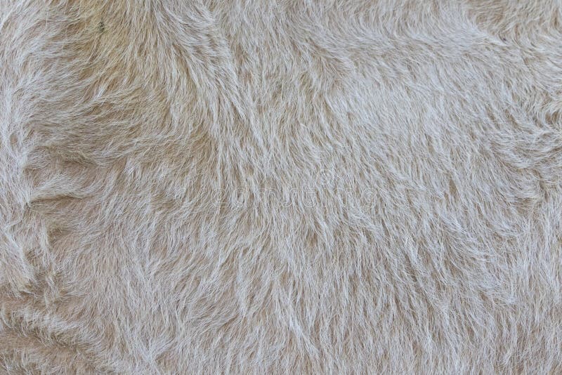Detailed Macro Picture of Cow Skin. Texture. Stock Photo - Image of ...