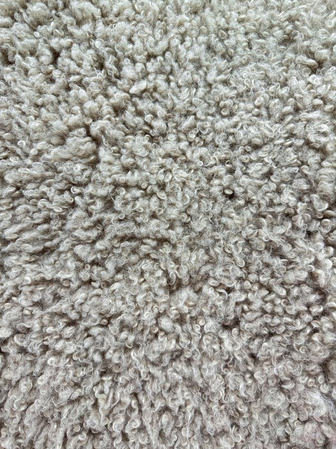 Detailed Macro Shot of Dense, Curly Grey Wool Texture with Natural ...
