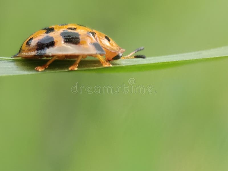 Detailed Macro Shot of Tortoise Leaf Beetle, Highlighting Its Smooth ...