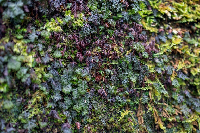 Detailed Macro View of Moss and Lichen with Delicate Structures Forming ...