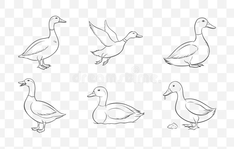 Print Detailed Mallard Duck Line Art Vector Set with Intricate ...
