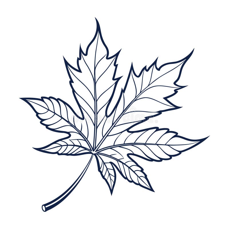 Detailed Maple Leaf Line Art Stock Illustration - Illustration of ...