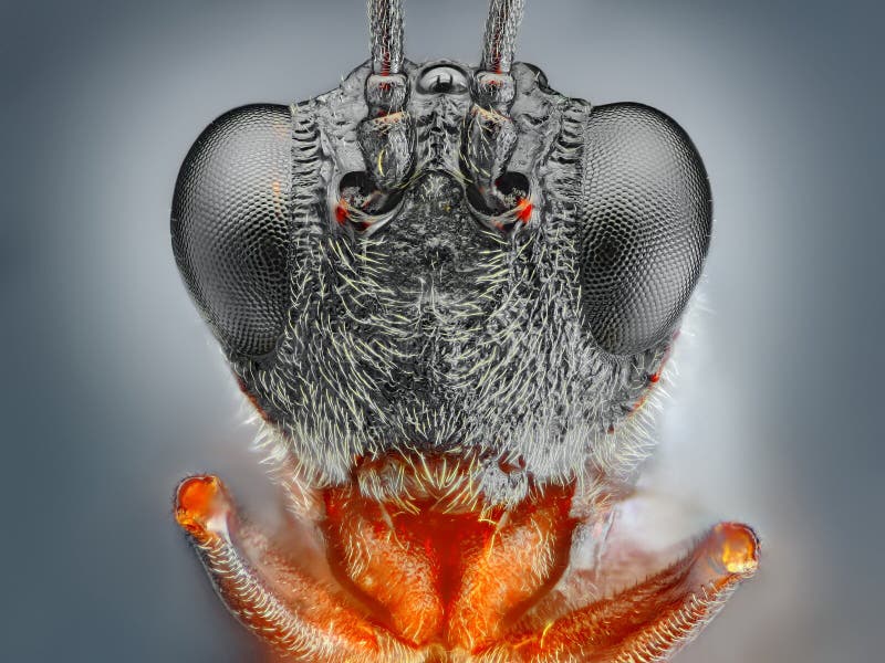 Wasp Anatomy Stock Photos - Free & Royalty-Free Stock Photos from ...