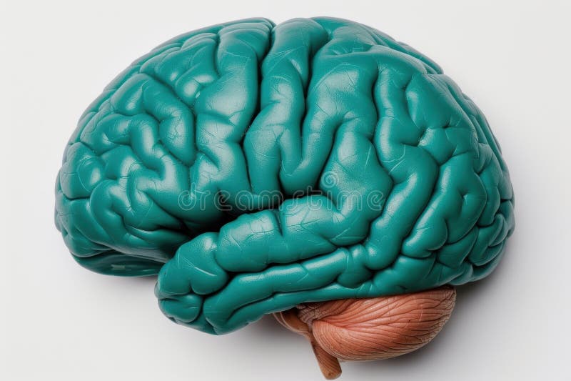 Detailed 3D Model of the Human Skeletal System Stock Illustration ...