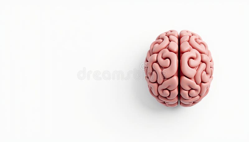 A Detailed Model of the Human Brain, Split into Two Hemispheres, on a ...