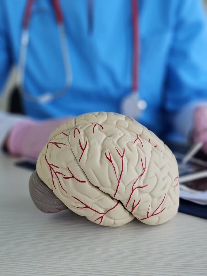 A Detailed Model of a Human Brain with Visible Vascular Features ...