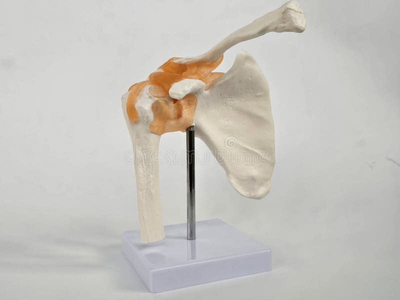 Detailed Model of Human Shoulder Joint Showcasing Key Anatomical ...