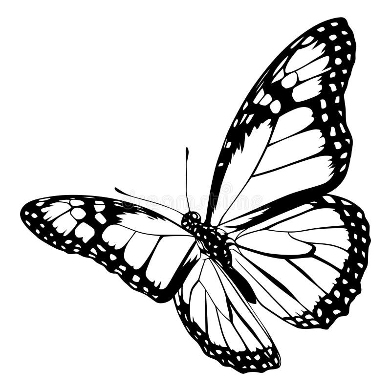 Detailed Monarch Butterfly with Open Wings Stock Vector - Illustration ...