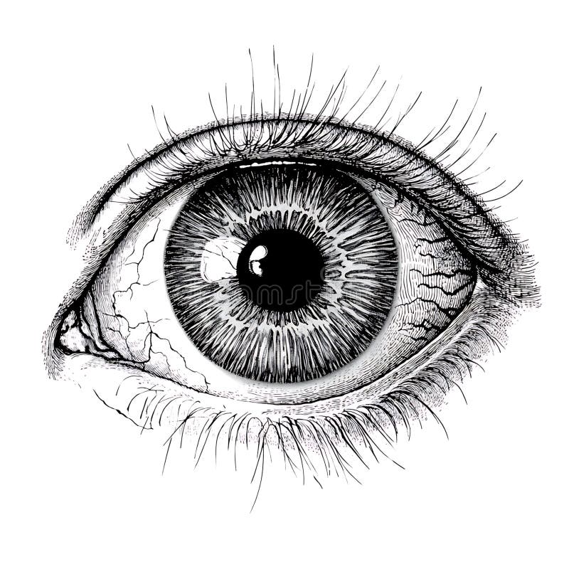 Detailed Monochrome Drawing of a Human Eye Stock Illustration ...