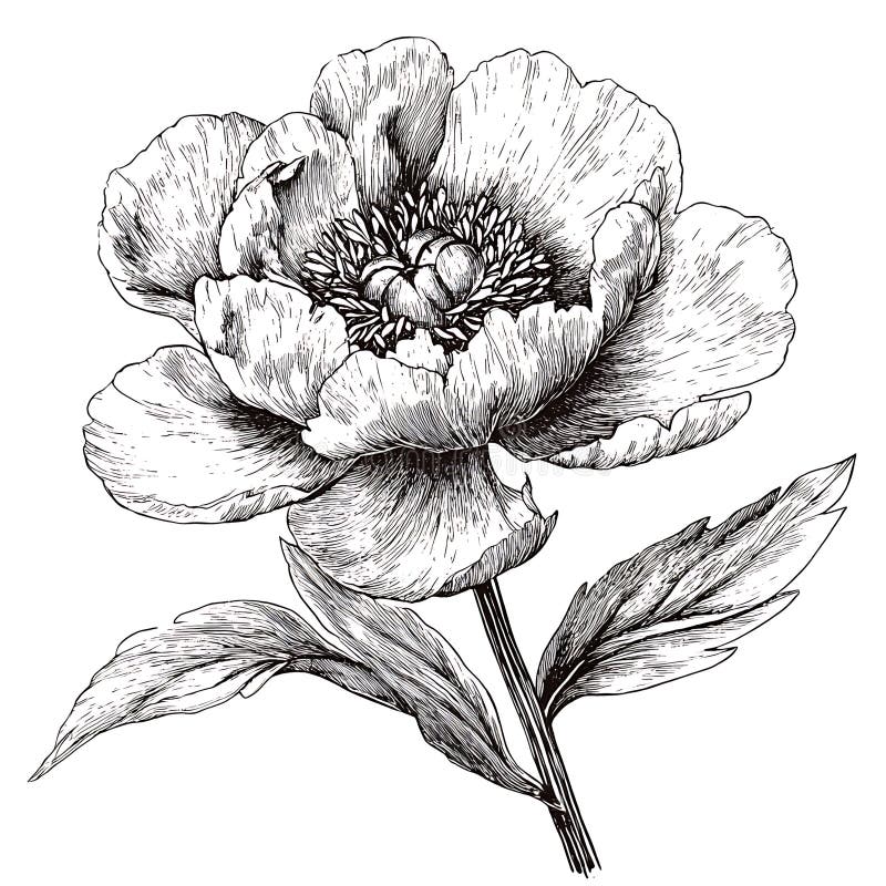 Detailed Monochrome Drawing of a Peony Blossom Stock Illustration ...
