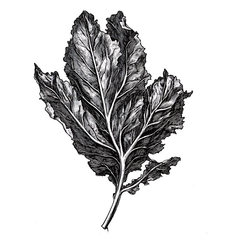 Detailed Monochrome Drawing of a Single Kale Leaf Ink Scketch Stock ...