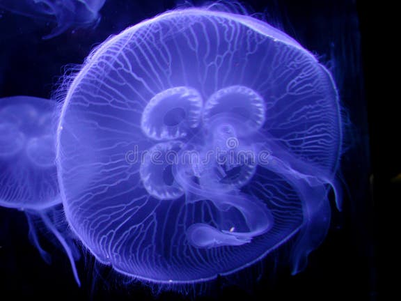 Detailed Neon-blue Jellyfish Stock Image - Image of neon, dark: 1014857