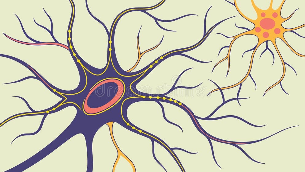 Highlighting Axon Stock Illustrations – 371 Highlighting Axon Stock ...