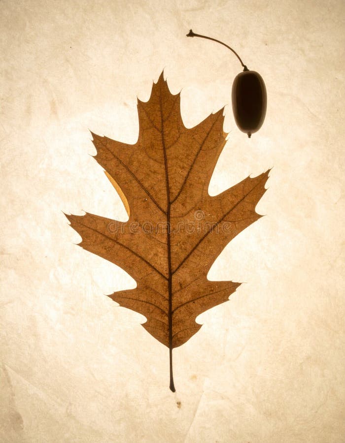 Detailed Oak Leaf and Acorn Composition on a Textured Beige Background ...