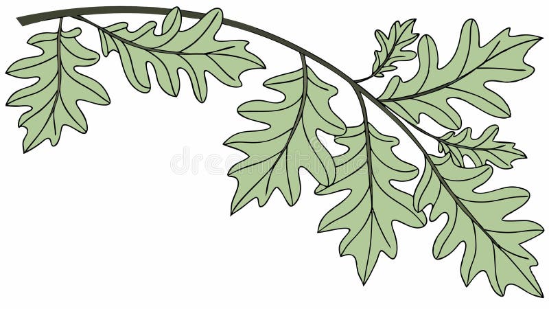 Detailed Oak Leaf and Branch Illustration, Nature Element. Vector ...