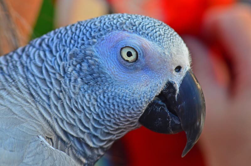 Detailed parrot head shot stock photo. Image of parrot - 21045450