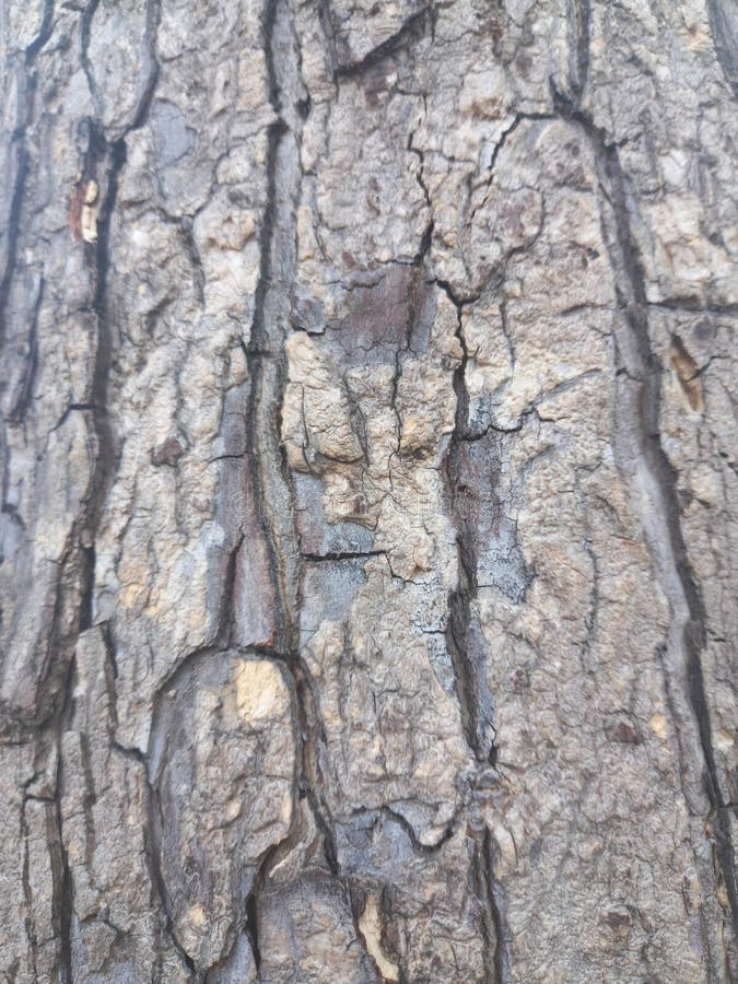 Detailed Patterns on Tree Trunks Stock Photo - Image of close, brown ...