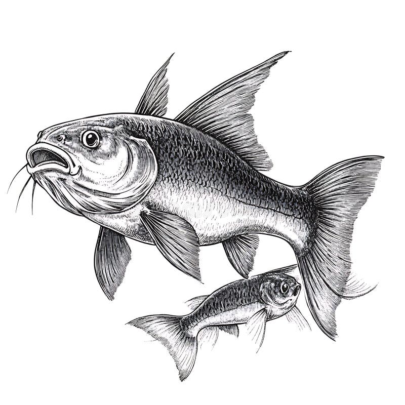 Detailed Pencil Sketch of a Large and Small Fish Stock Illustration ...