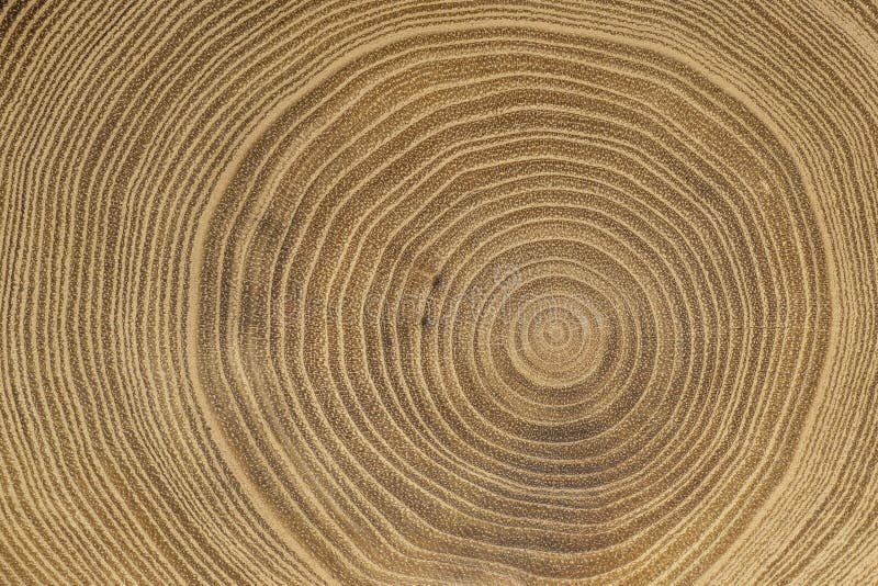 Detailed Photo of Annual Tree Rings on a Maple Tree. Pattern in Nature ...