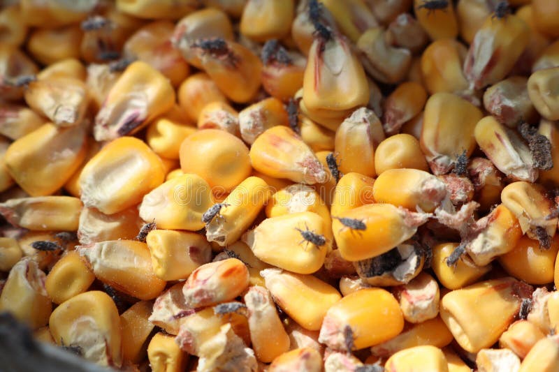 Infested Corn Kernels with Flies Cause Contamination and Health Risks ...