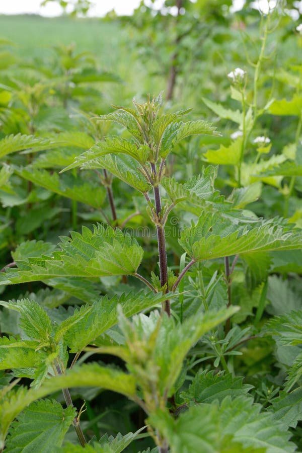 Detailed Photo of the Little Spring Green Nettle Stock Photo - Image of ...
