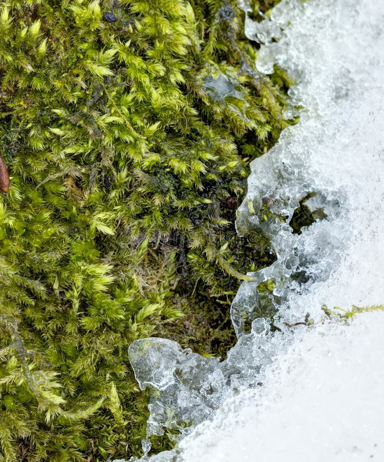 Detailed Photo of Moss Growing on Tree Bark Bordering with Melting Ice ...