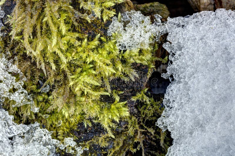 Detailed Photo of Moss Growing on Tree Bark Bordering with Melting Ice ...
