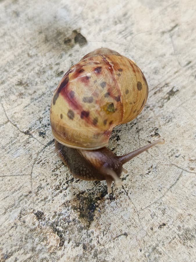 Detailed Photo of the Skin of an African Elephant, Photographed in ...