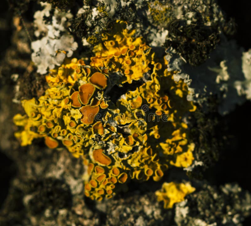 Detailed Photo of Xanthoria Lichen on a Tree Bark Stock Image - Image ...