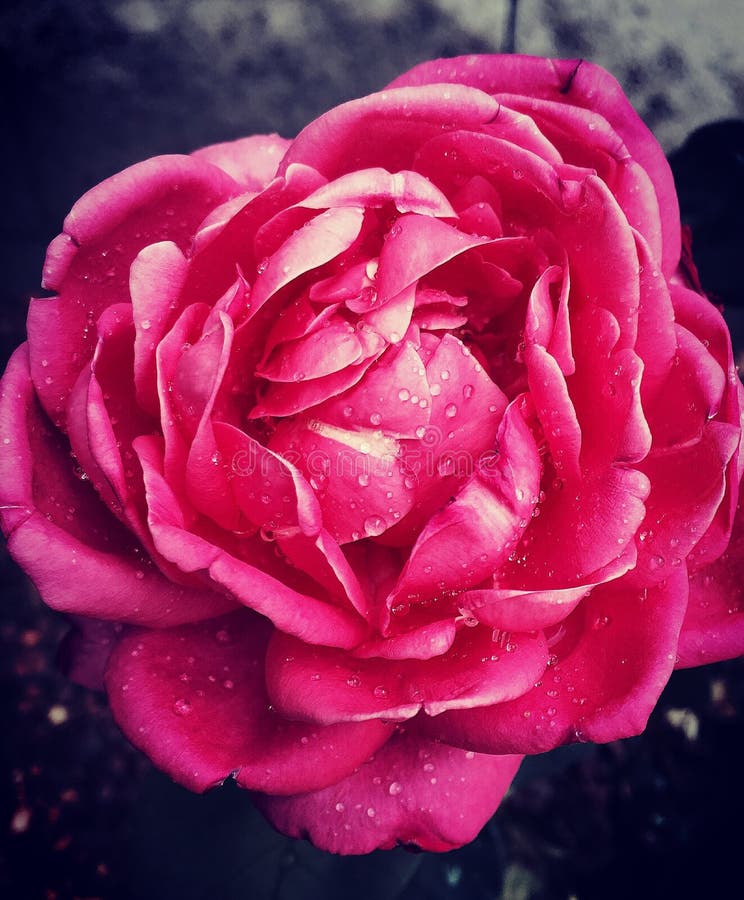 Detailed pink rose stock photo. Image of rose, drops - 86604516