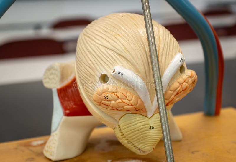 2,726 Urinary Bladder Tur Stock Photos - Free & Royalty-Free Stock ...