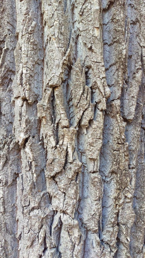 Poplar Bark, Elm Macro, Dry Skin Stock Image - Image of trunk, groove ...