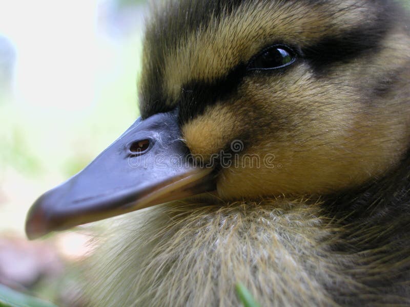 Detailed Portrait of a Duckling Stock Image - Image of spring, beak: 738745