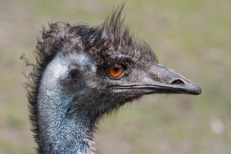 Detailed Portrait of an Emu Stock Image - Image of long, bird: 36560759