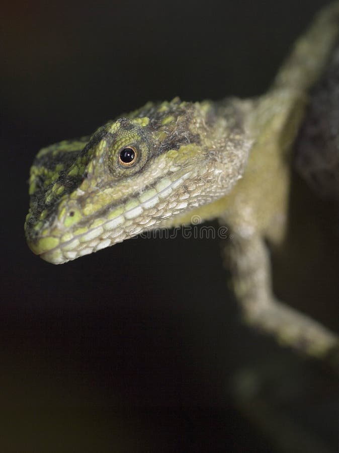 Friendly lizard stock photo. Image of friend, born, travel - 68526780