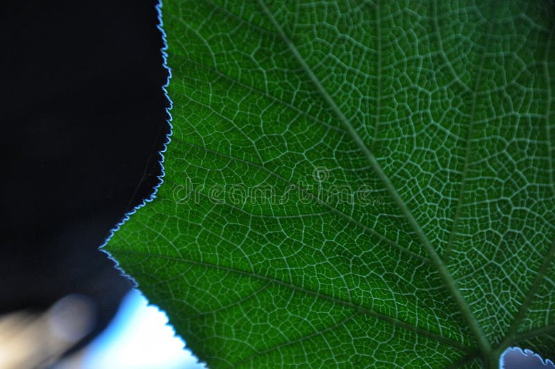 A Detailed Portrait of a Leaf Stock Photo - Image of nature, leaf ...