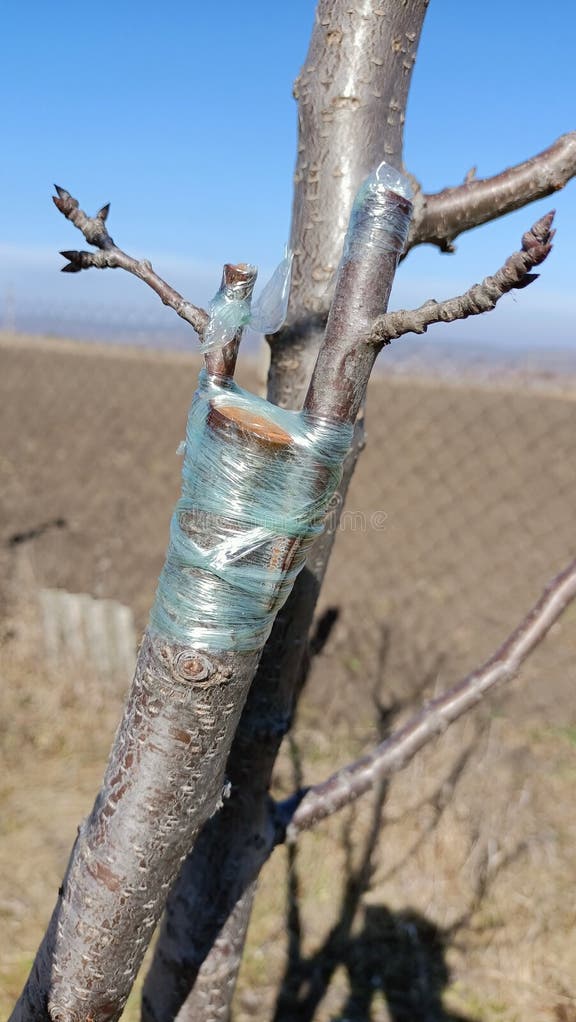The Detailed Process of Tree Grafting Utilizing Plastic Wrap for ...