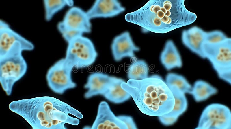 Detailed Protozoa Visualization Under Microscope Intense Study of ...